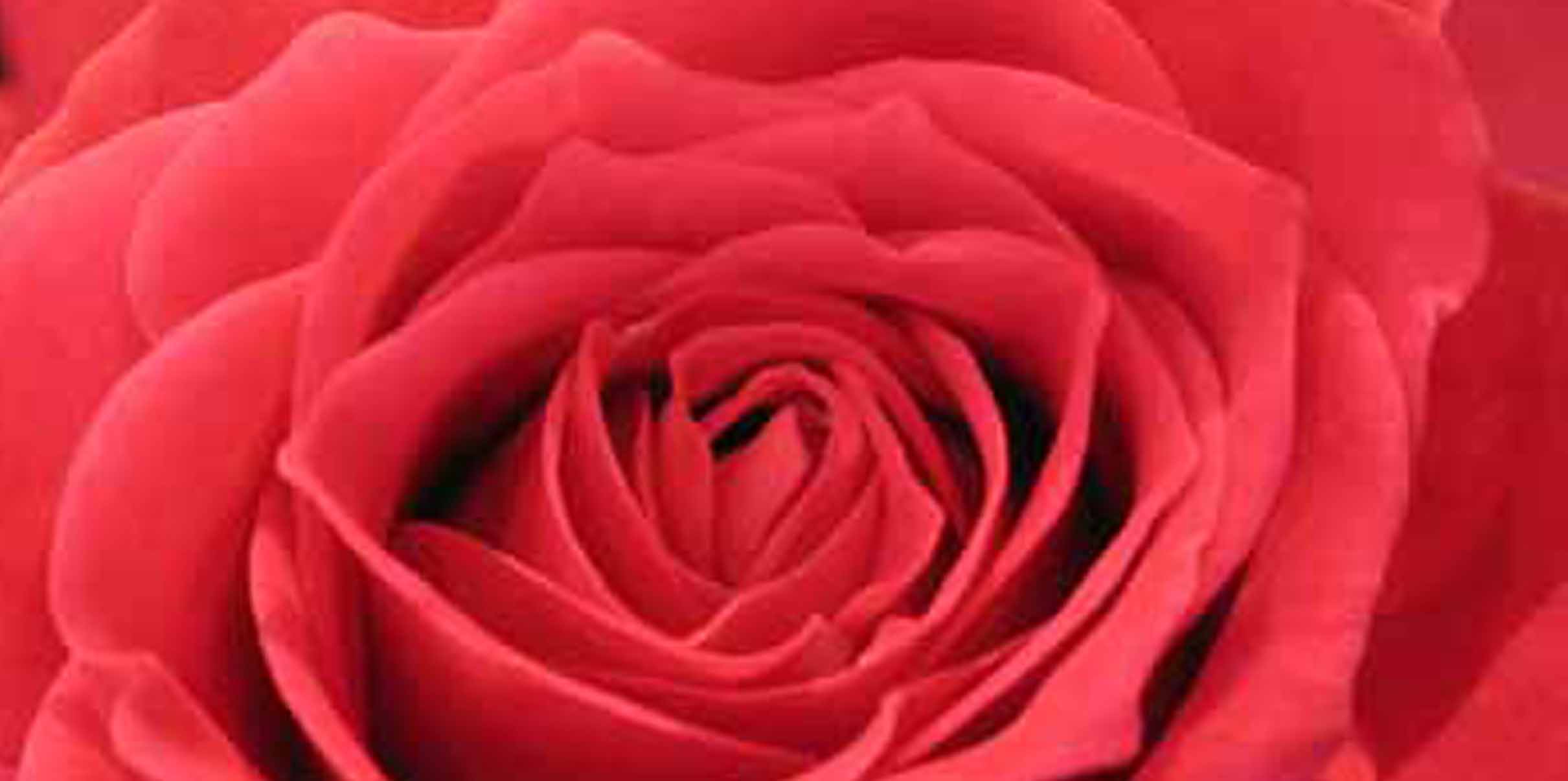 The rose, de Amanda McBroom - Arpa dormida